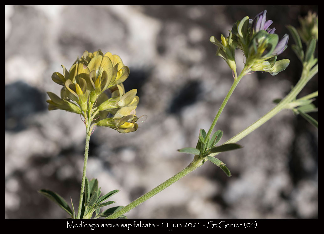 Medicago sativa ssp falcata
